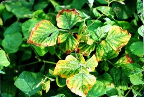 Potassium deficiency